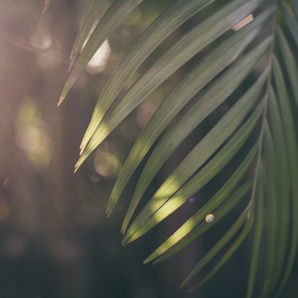 7 Rewilding Lifestyle Tips - Livbiotic